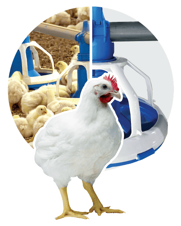 Cyclone | Complete broiler production system